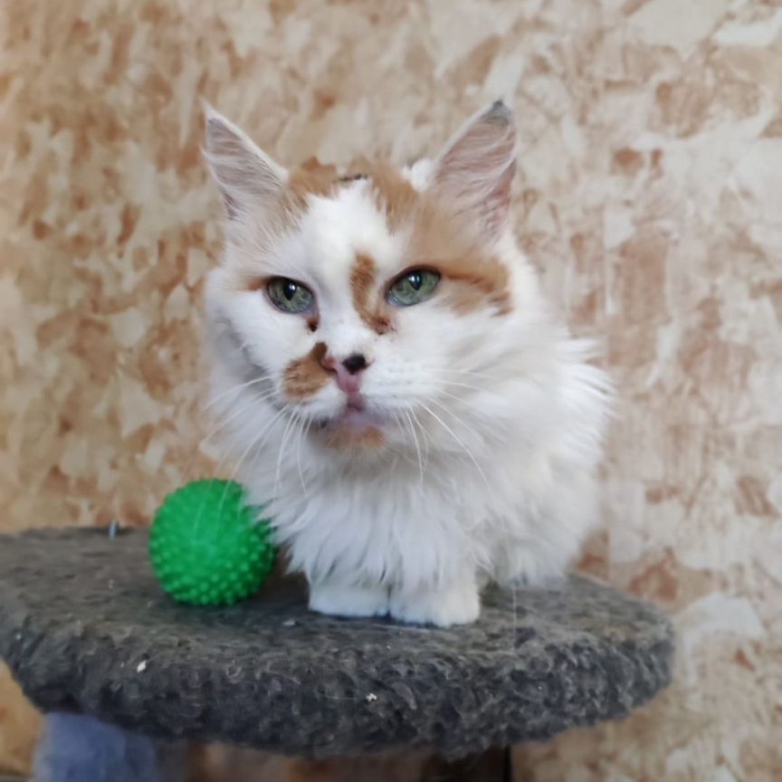 Кошка с грустным взглядом