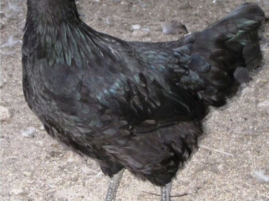 Куры московская черная