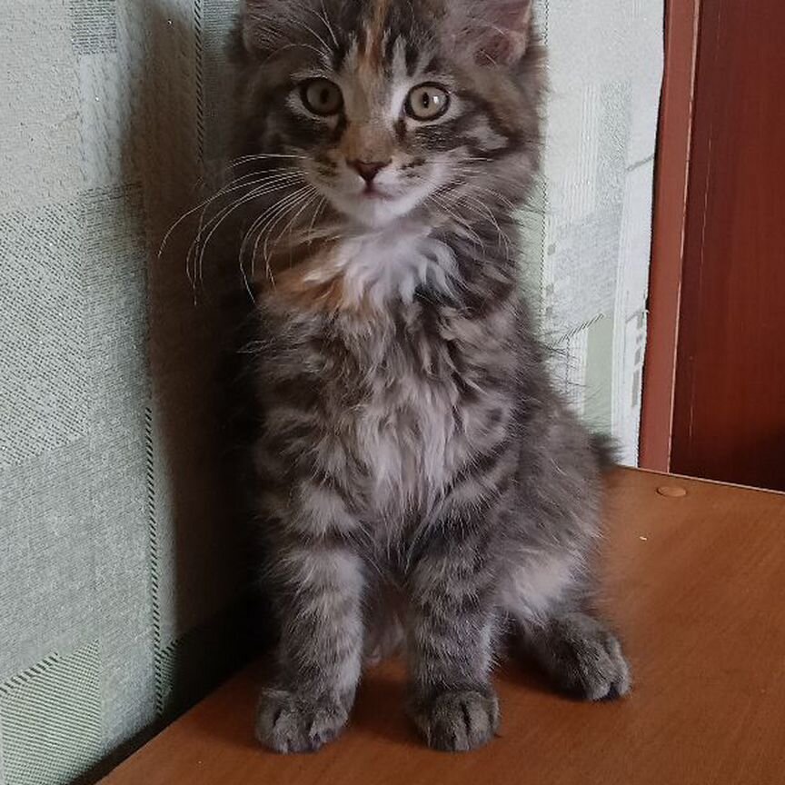 Мейн-кун котёнок