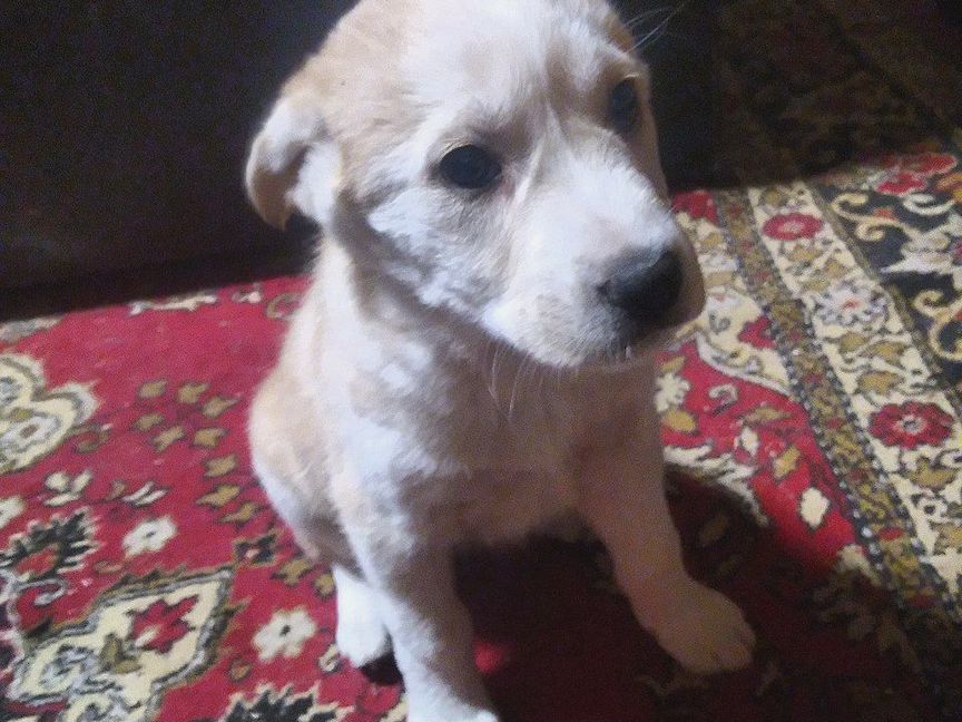 Две девочки в добрые руки