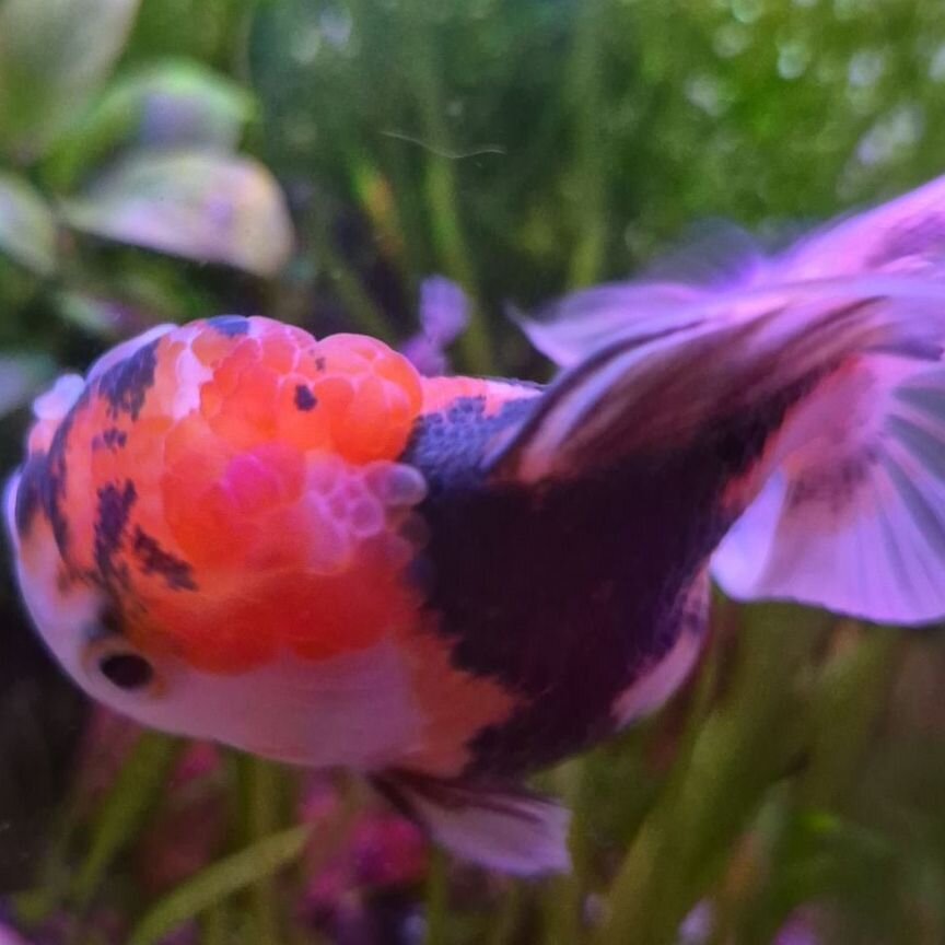 Аквариум с наполнением