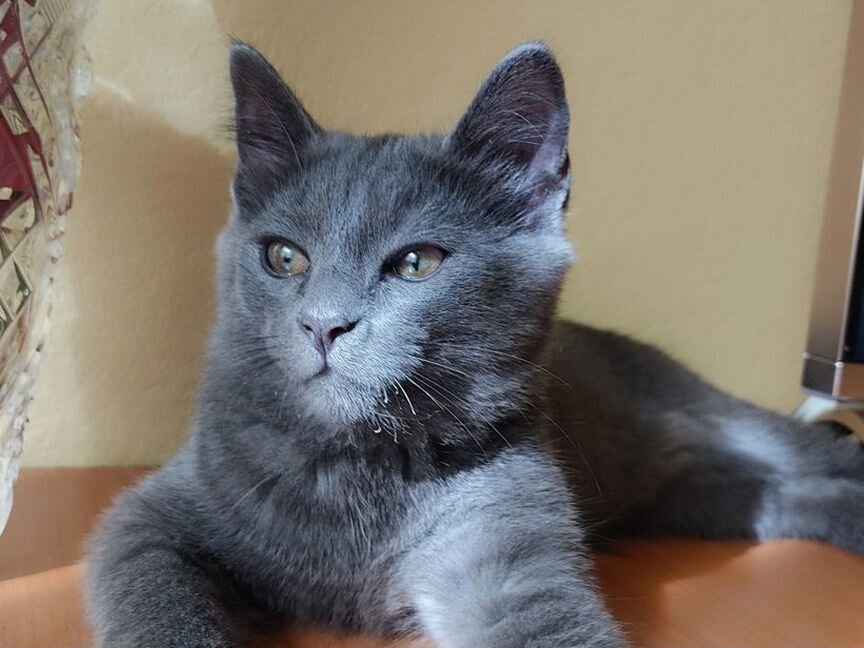 Котенок (мальчик) 3 месяца