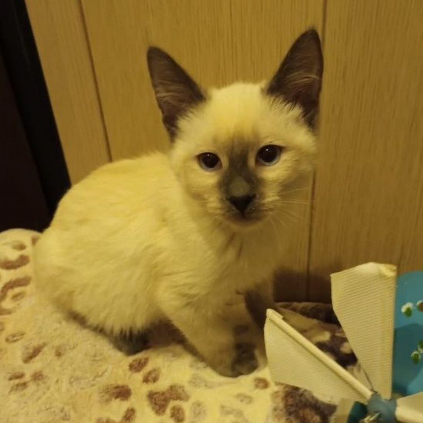 Сиамские котята в дар