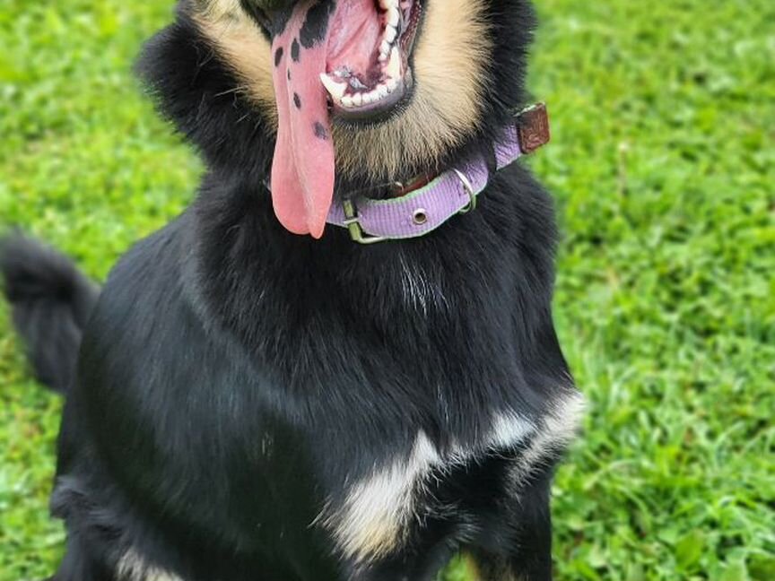 Собаки из приюта ищут дом:Элис