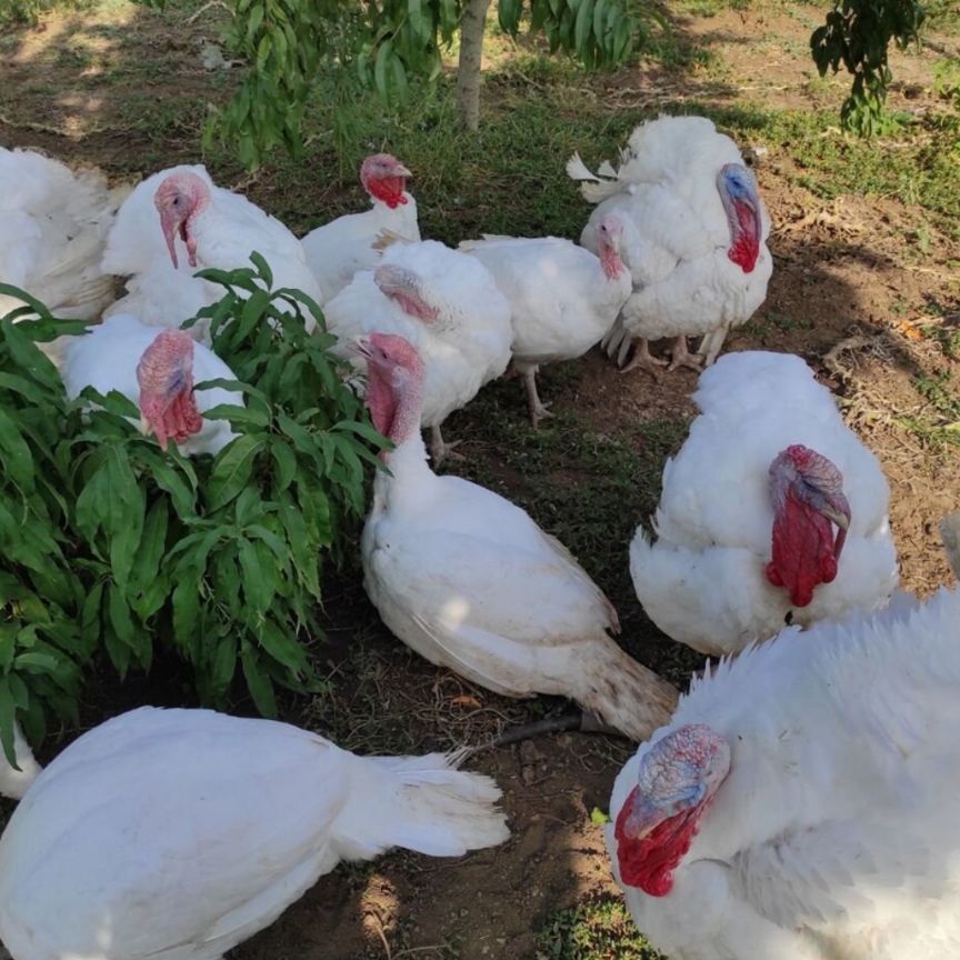 Индейка Мясо домашней индейки