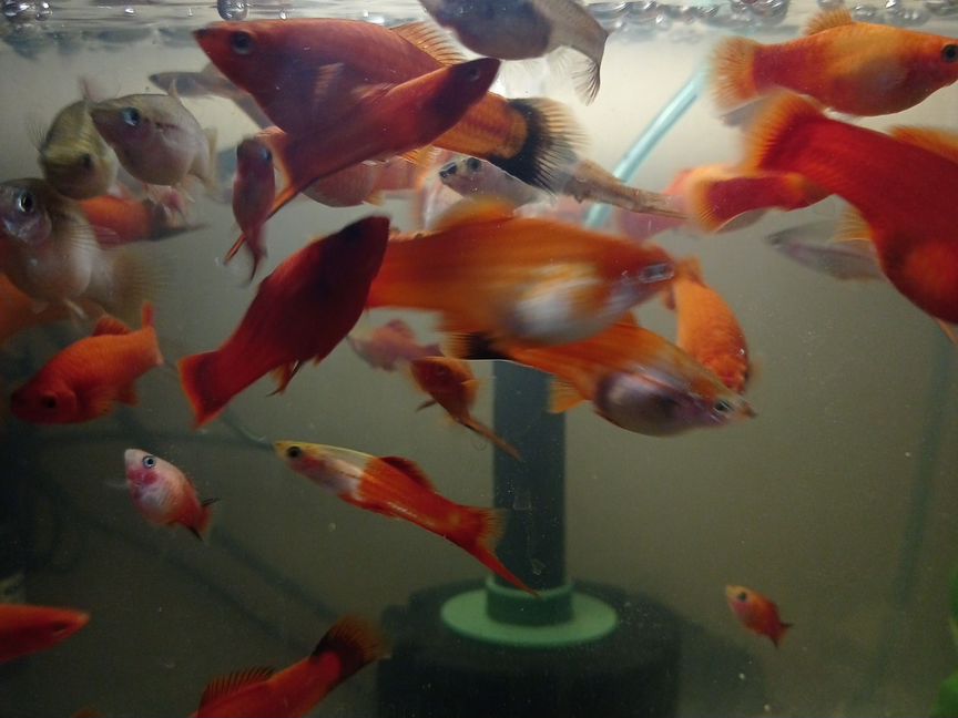 Меченосцы рыбки