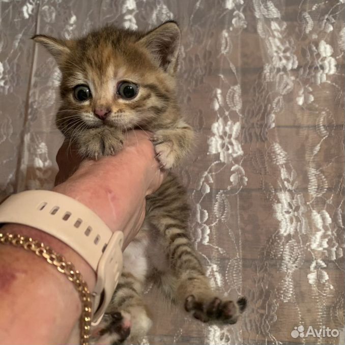 Котёнок крошка