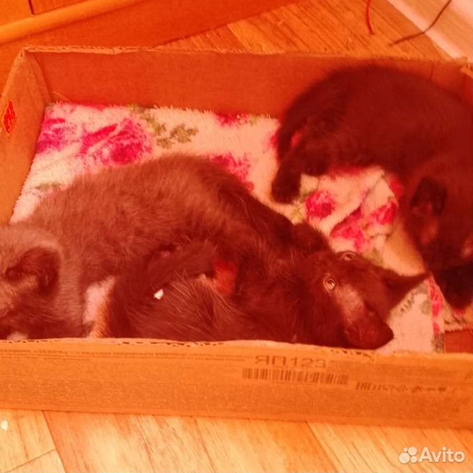 Обычные котята отдам в добрые ручки