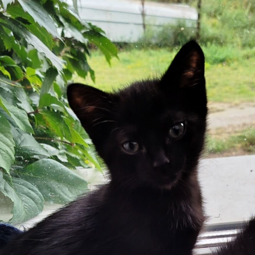 Котята. отдам в добрые руки кошечку
