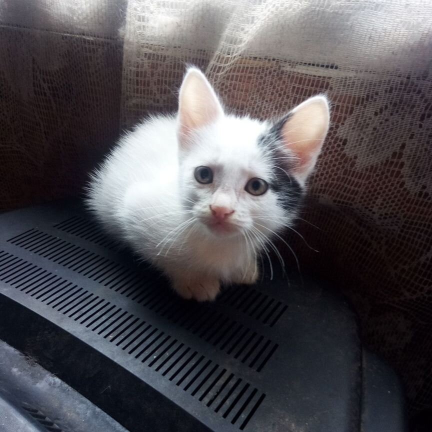 Котик 4 мес