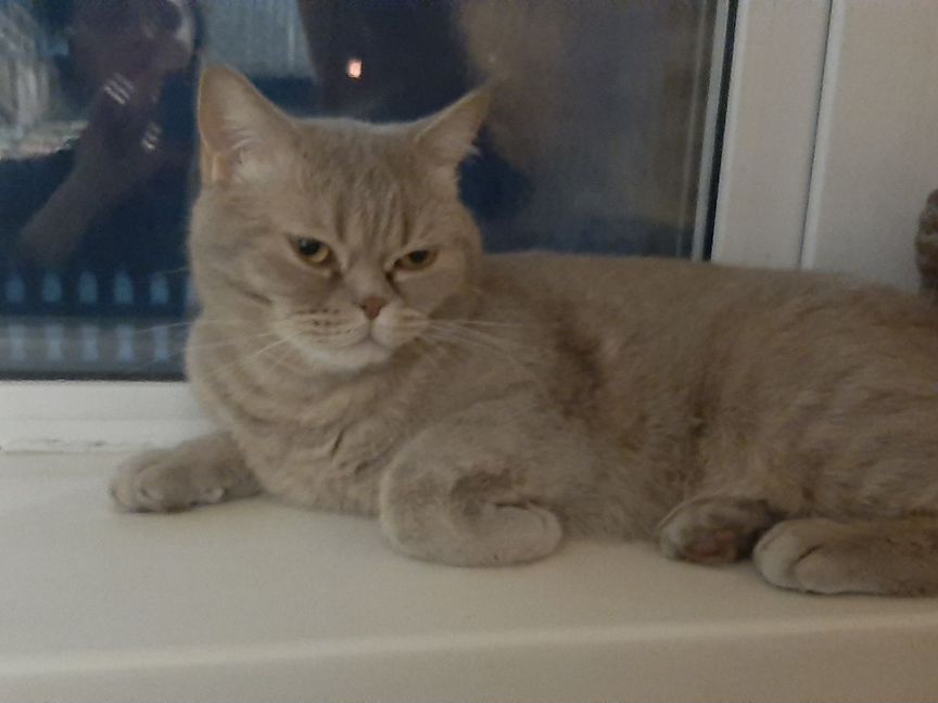 Шотландский кот