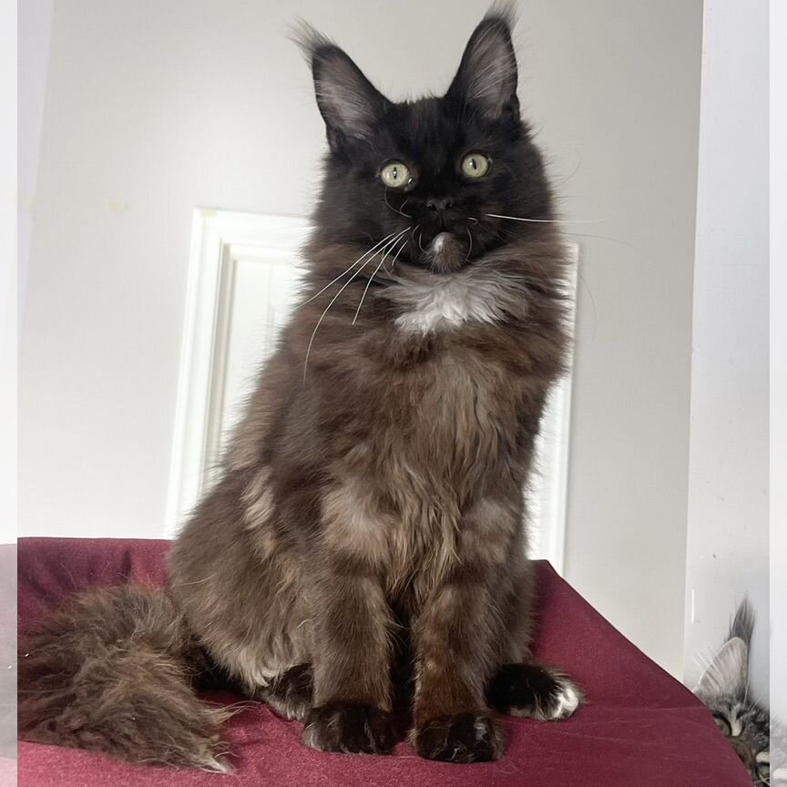 Мейн-кун котёнок