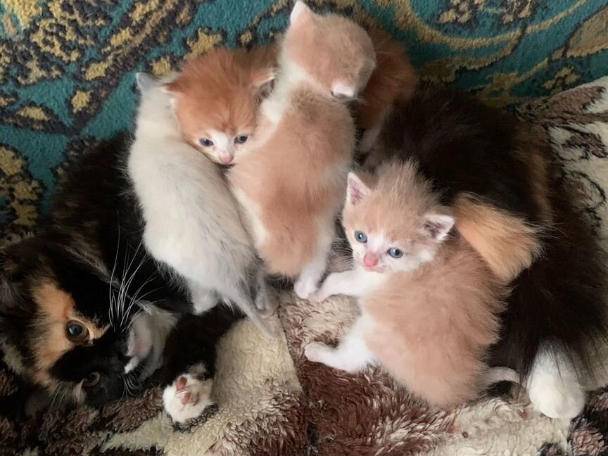 Котята в добрые руки