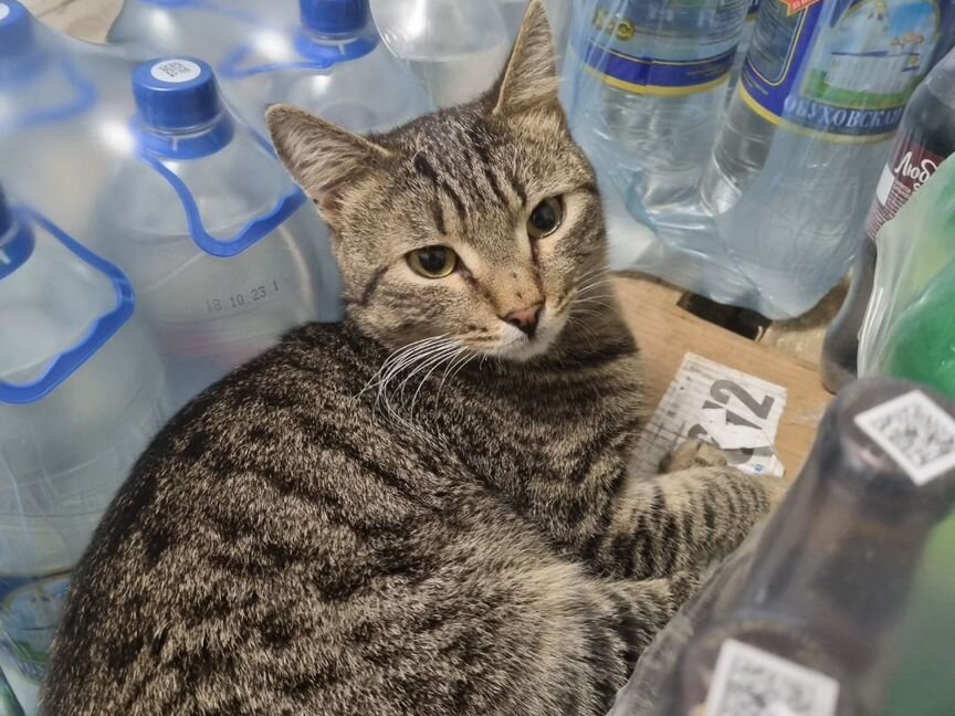 Ищю хозяина или отдам в добрые руки