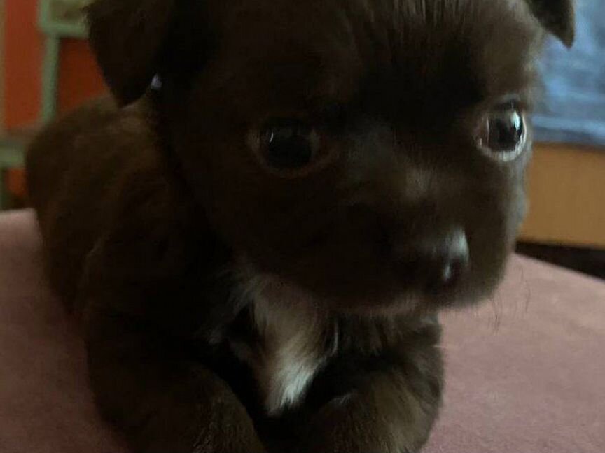 Щеночек чихуахуа девочка