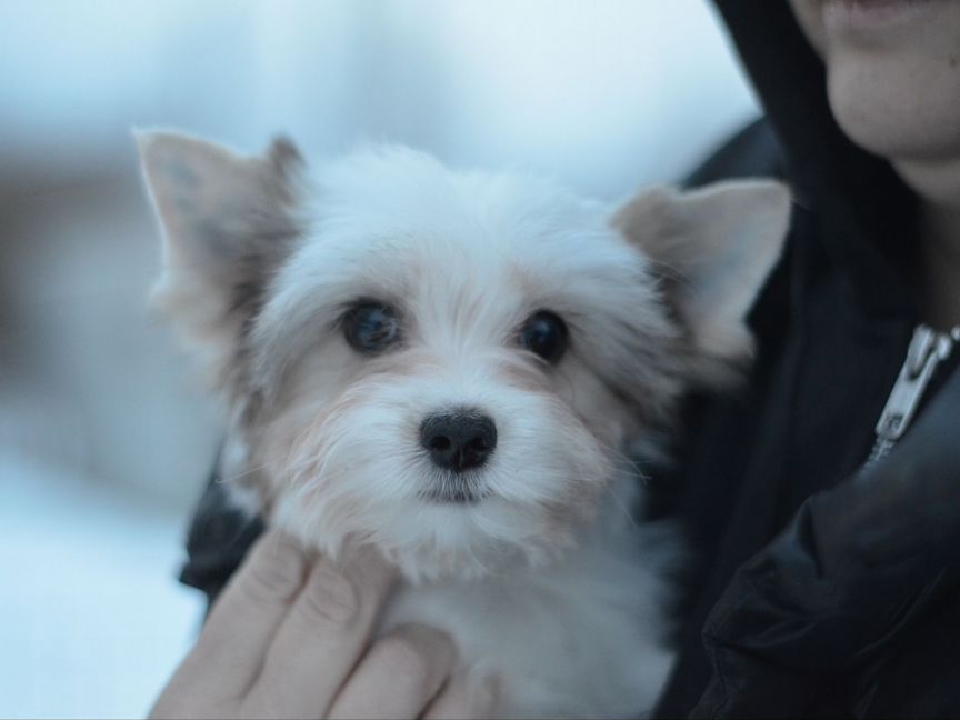 Мальчик цветного йорка