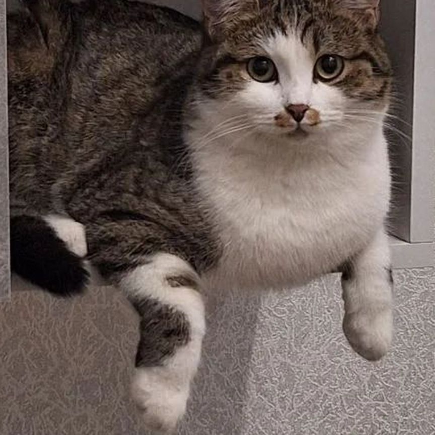 Взрослая, кошка в добрые руки