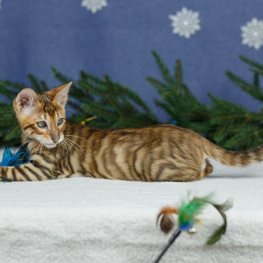 Котенок тойгер