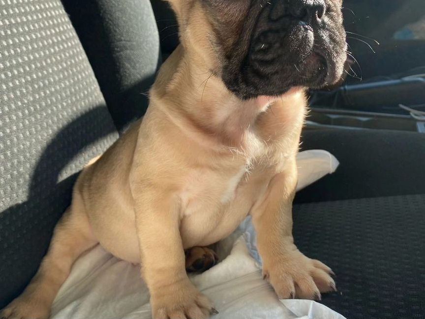 Щенки французского бульдога