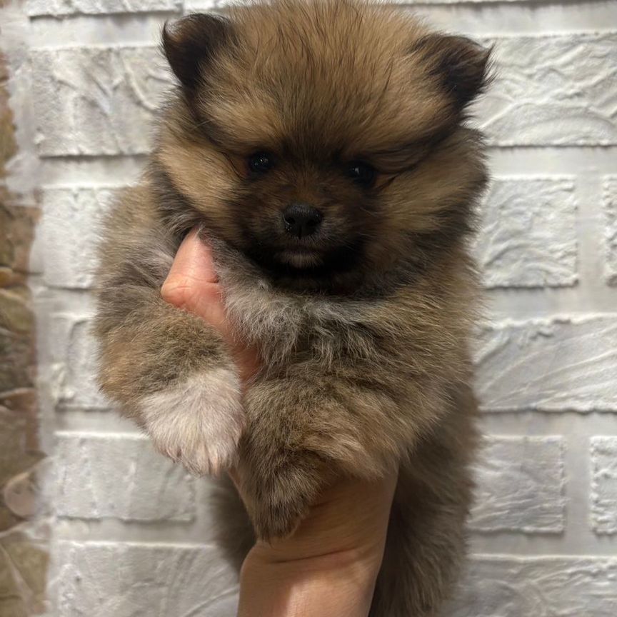 Померанский шпиц, щенок