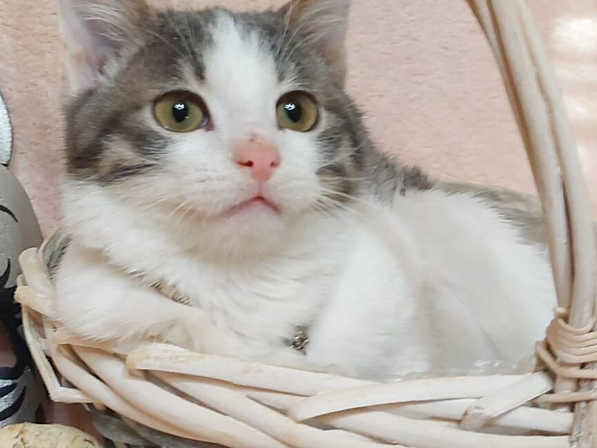 Котенок девочка