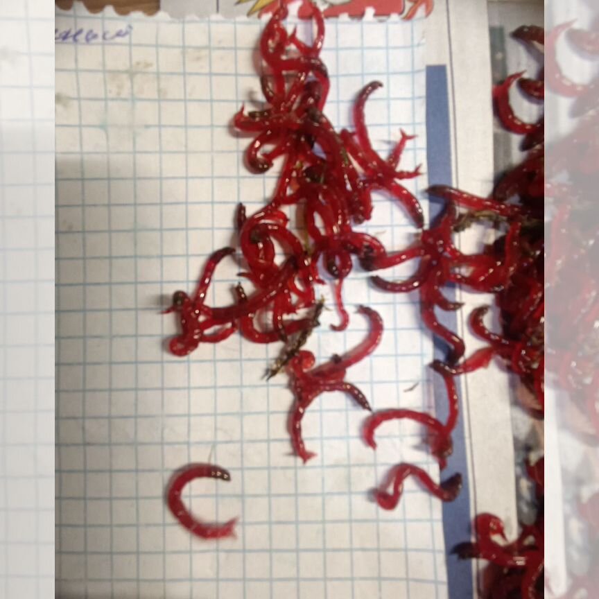 Мотыль живой крупный