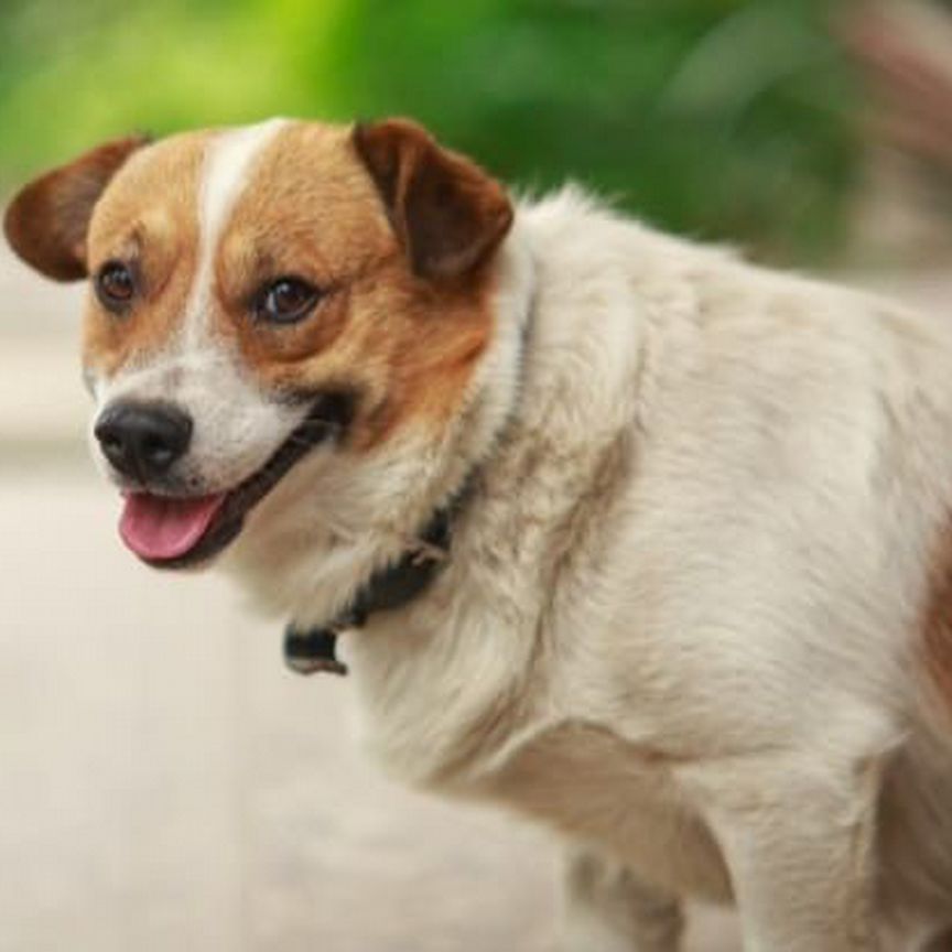 Взрослый пёс в добрые руки