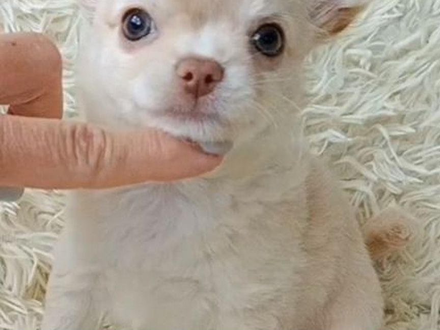 Малыши кремики