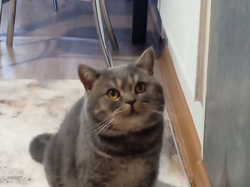 Шотландский кот для вязки, 500р. Сутки