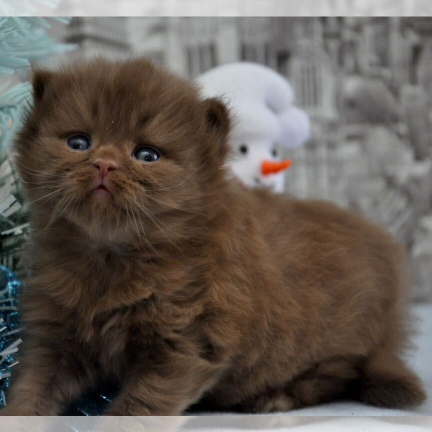 Британские мальчишки