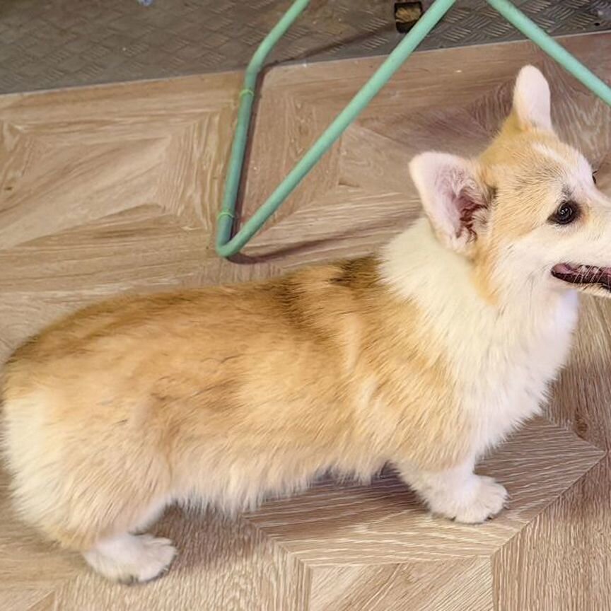 Барти Виктория. Вельш Корги Пемброк