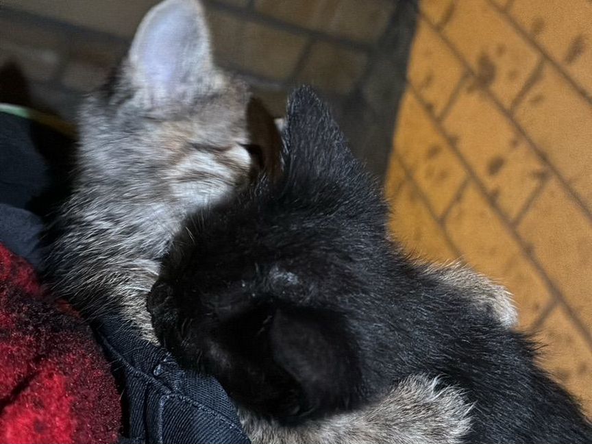 Отдам котенка в добрые руки