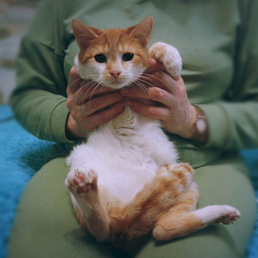 Котёнок. Нарядный, яркий 5-6 мес