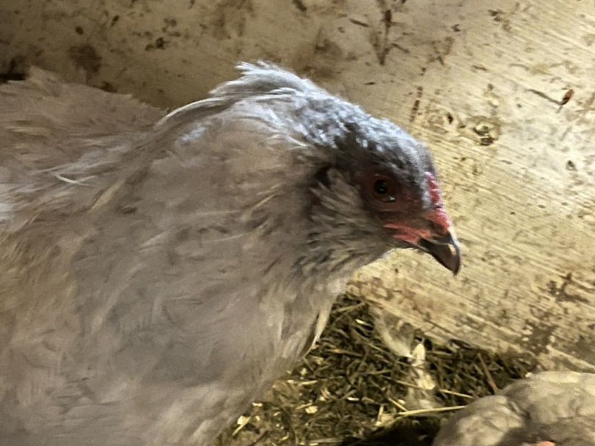 Куры несушки и петух