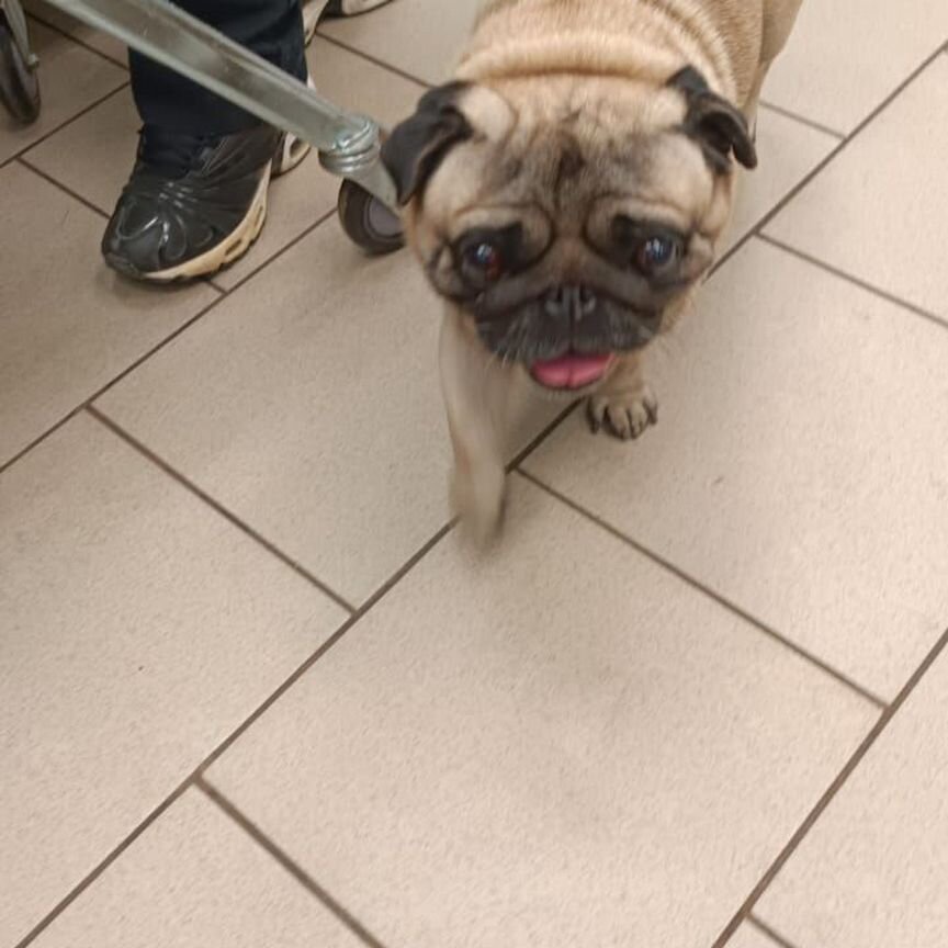 Мопс найден на Ленина