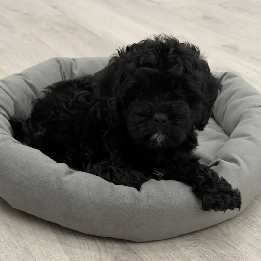 Мальтипу, щенок