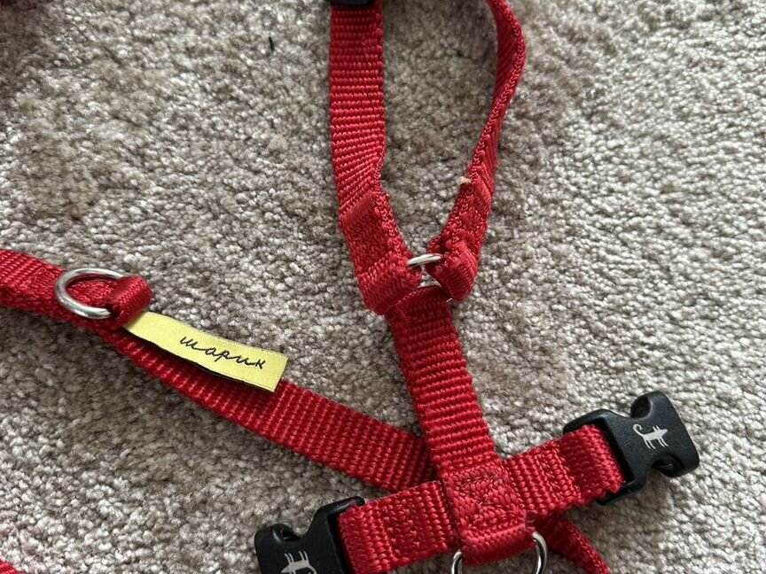 Шлейка Шарик-дог