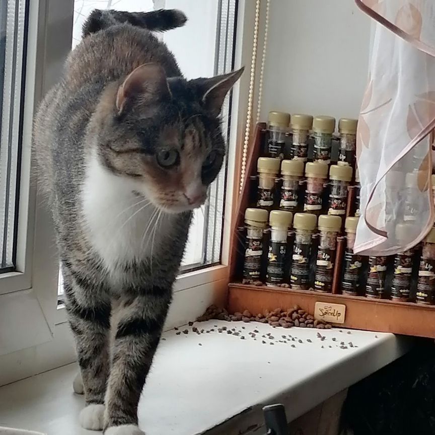 Котёнок. Кошечка Бася