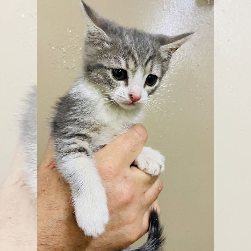 Котёнок в добрые руки