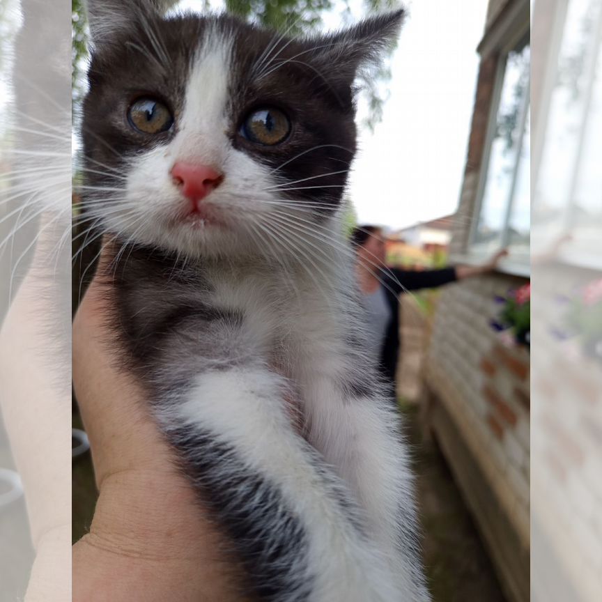 Котёнок в добрые руки
