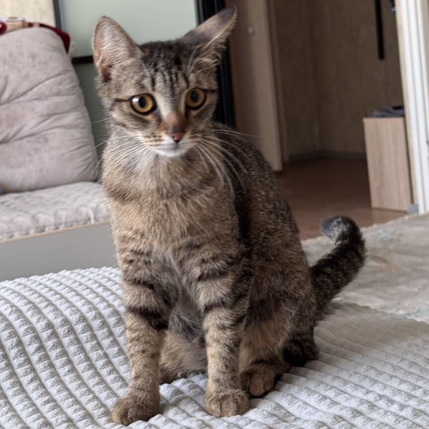 Кошка в добрые руки