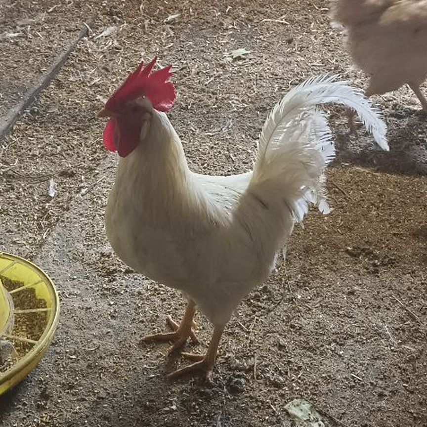 Петух молодой доморощенный