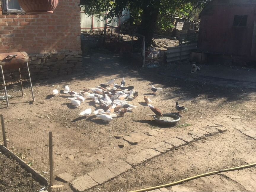 Николаевские голуби