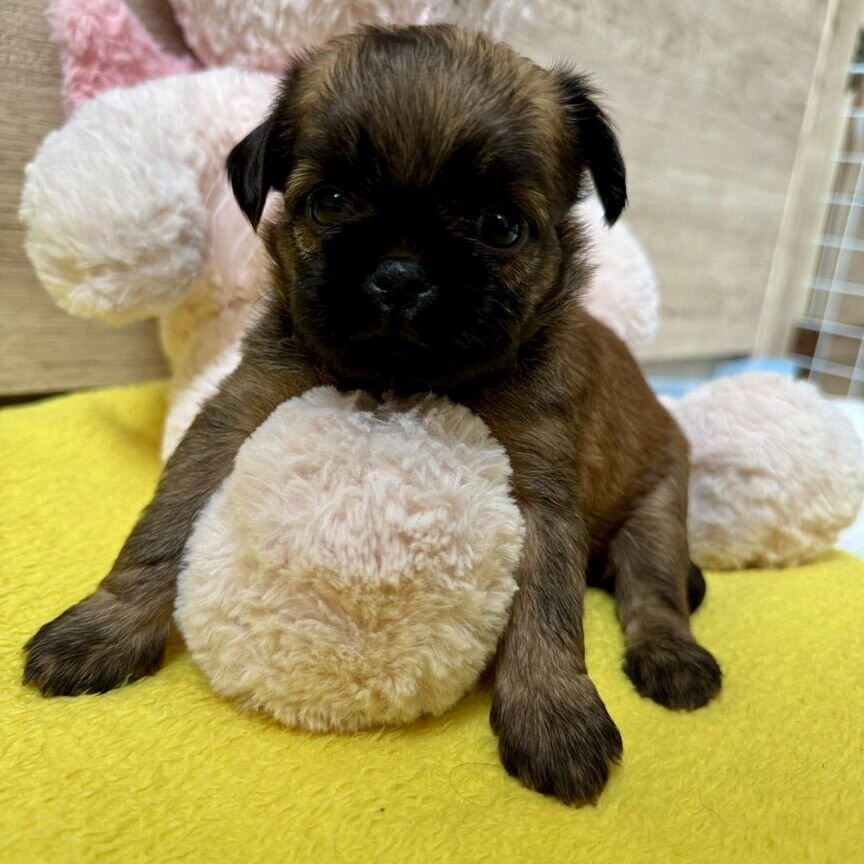 Щеночки гриффона