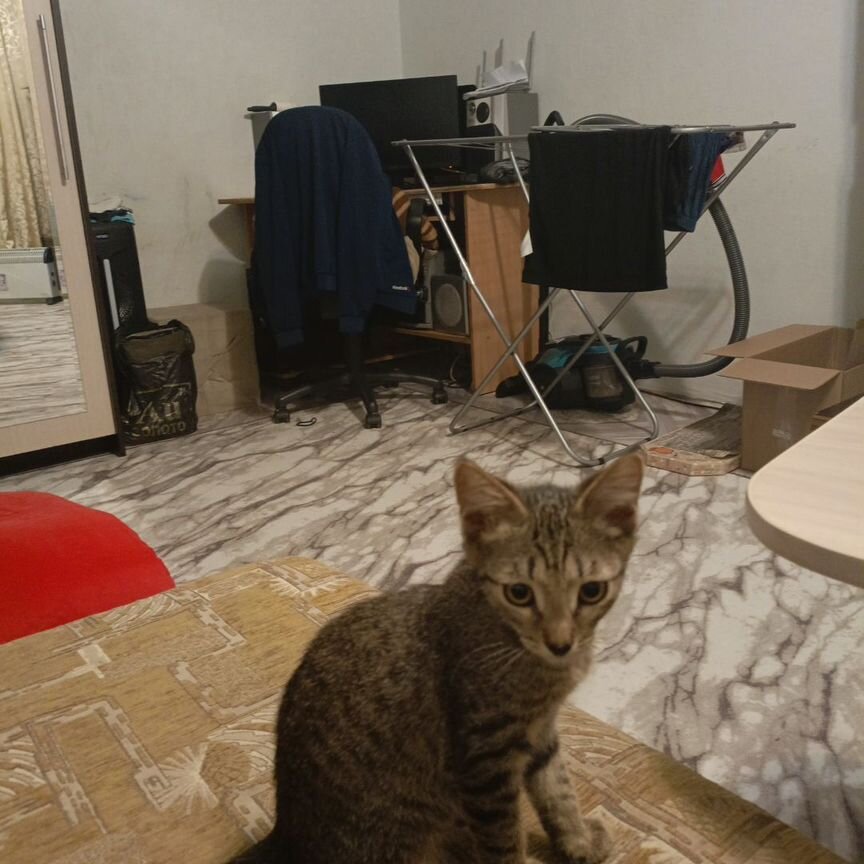 Ориентальный котёнок