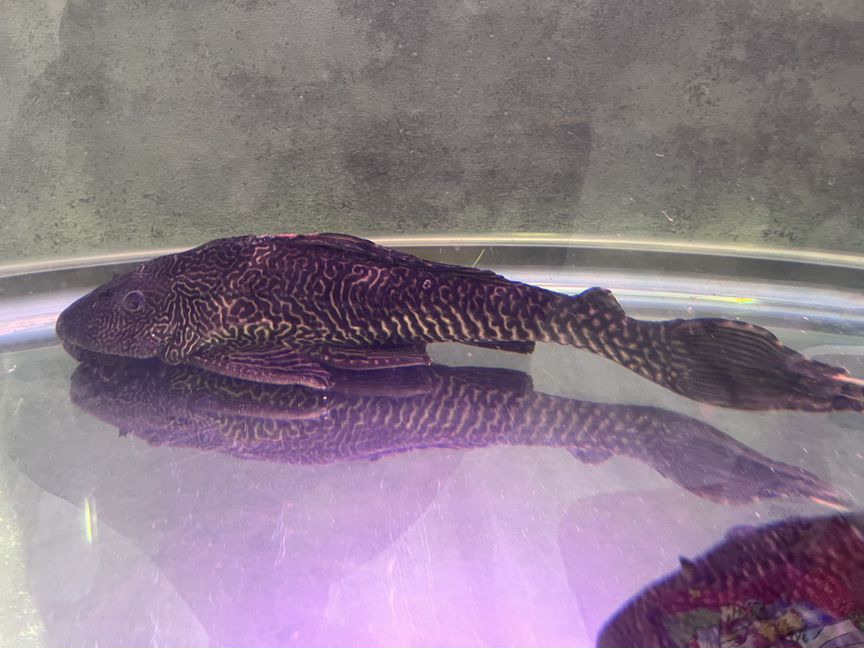 Сом птеригоплихт