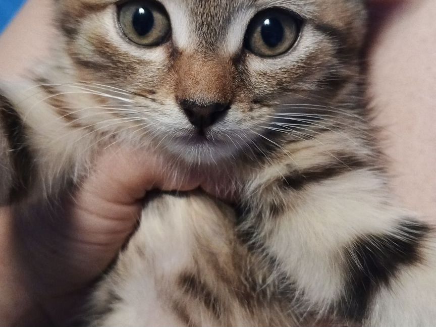 Двухмесячный котенок