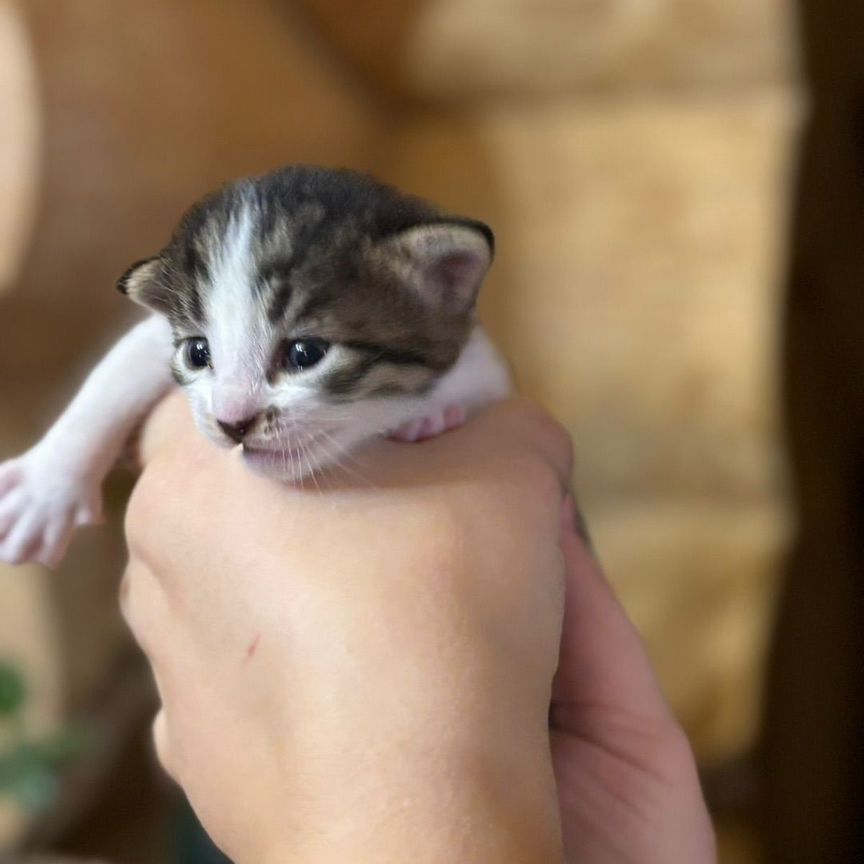 Бесплатно домашние котята