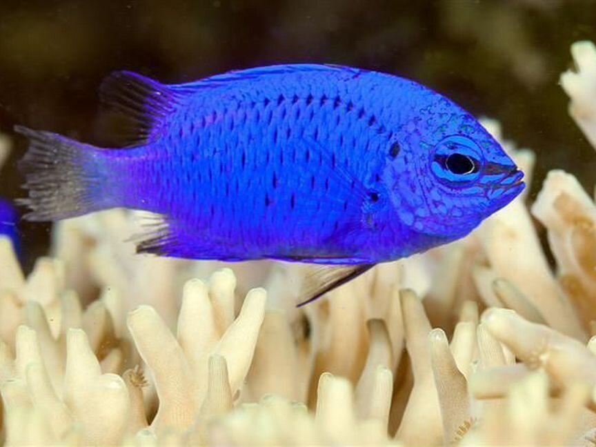 Морская рыбка Хризиптера Спрингера