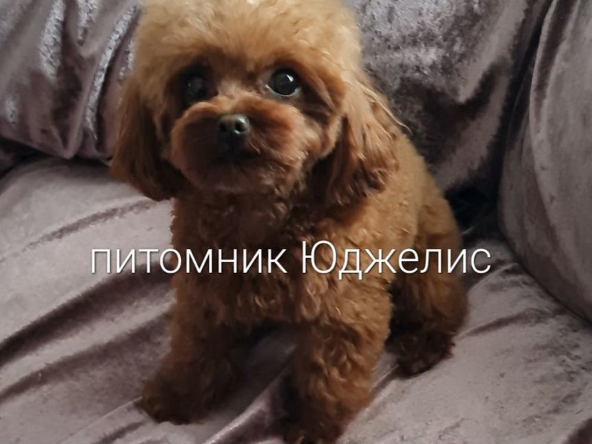 Teddy тедди пудель (Импорт Китай) вязка, щенки